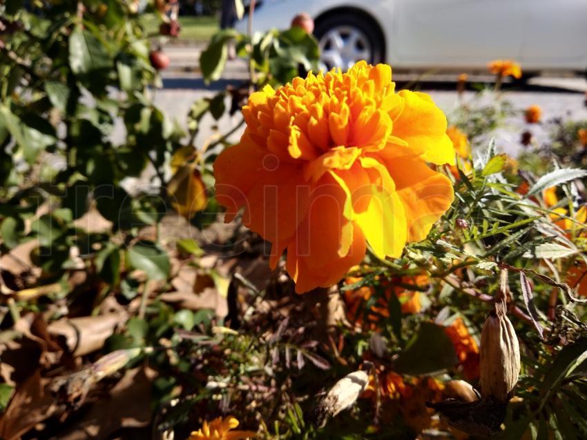 Ramas con hojas rojas en otoño en España - Foto #403 - Freeimag - Fotos ...